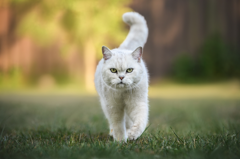Tail Talk: Understanding the Meaning Behind Cat Tail Movements ...