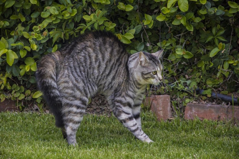 Tail Talk: Understanding the Meaning Behind Cat Tail Movements – Behavior and Training – DailyTails